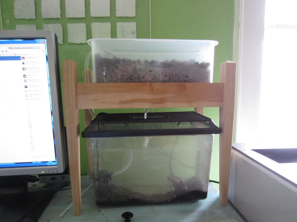 Mini Desktop Aquaponics System – tales of a plant geek