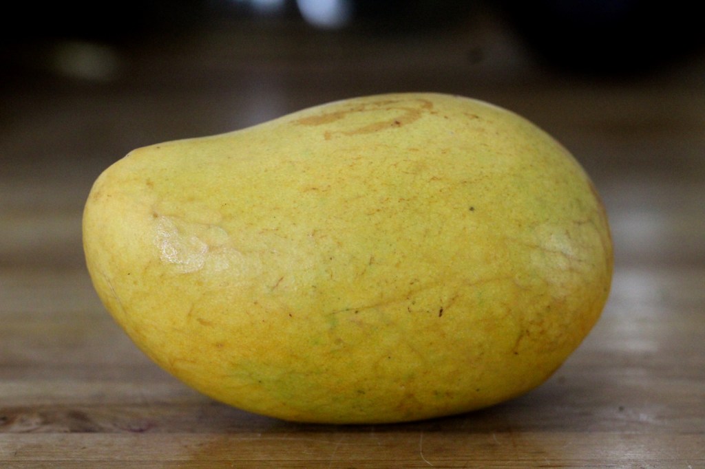 Growing Mango from Seed – tales of a plant geek