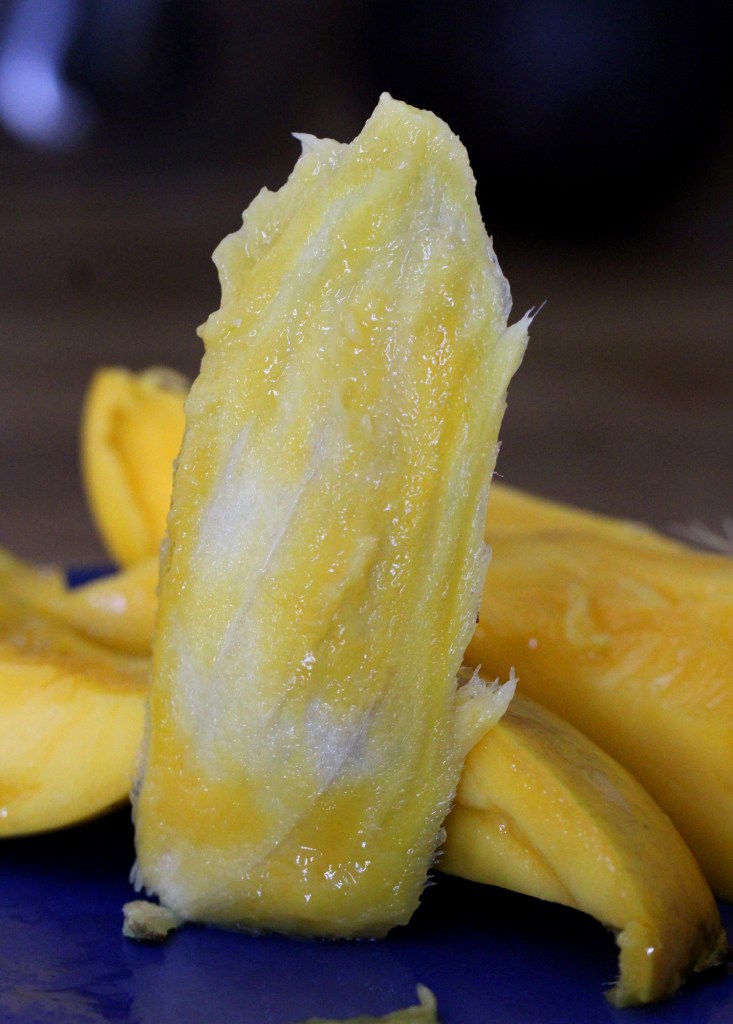 Growing Mango from Seed – tales of a plant geek