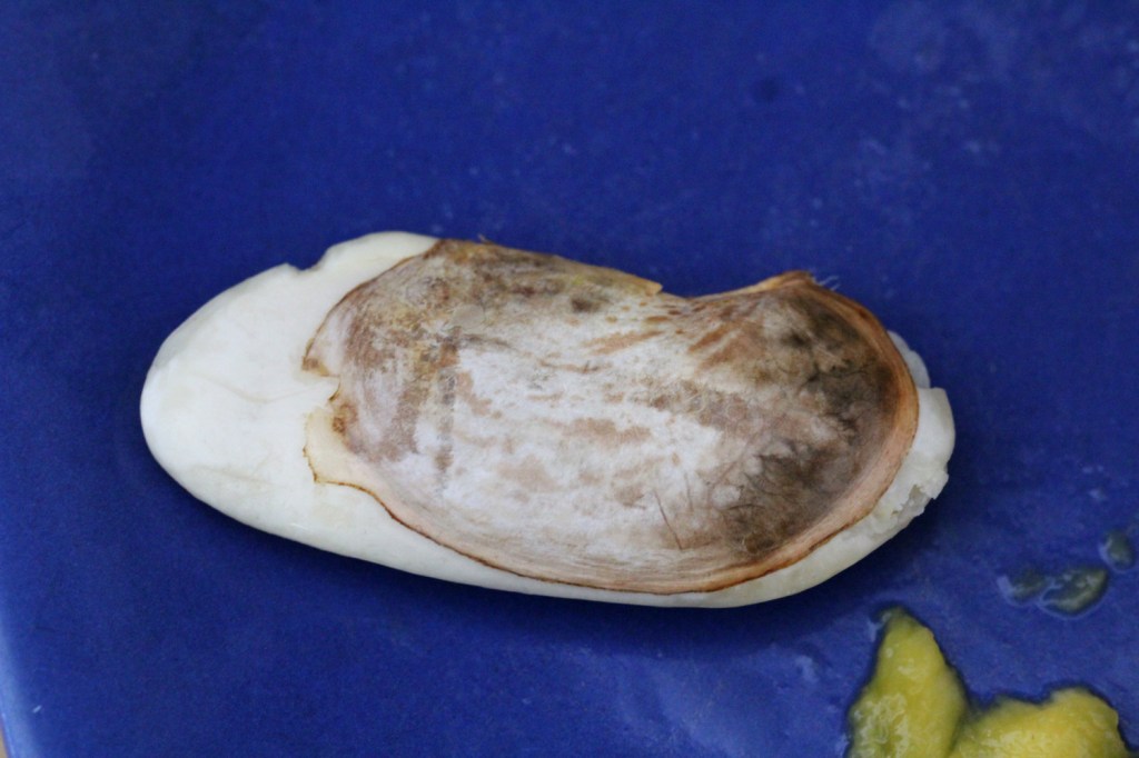 Growing Mango from Seed – tales of a plant geek