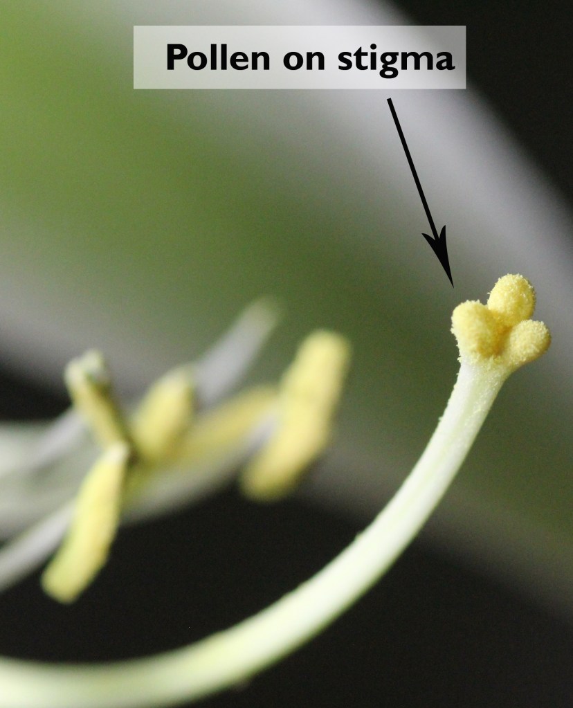 stigma – tales of a plant geek
